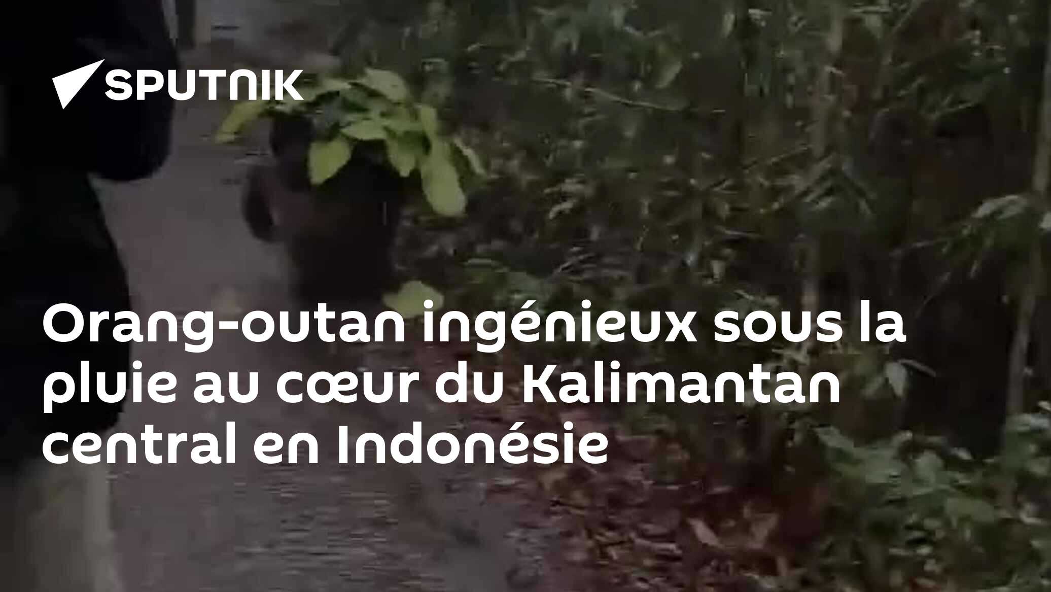 Orang-outan ingénieux sous la pluie au cœur du Kalimantan central en ...