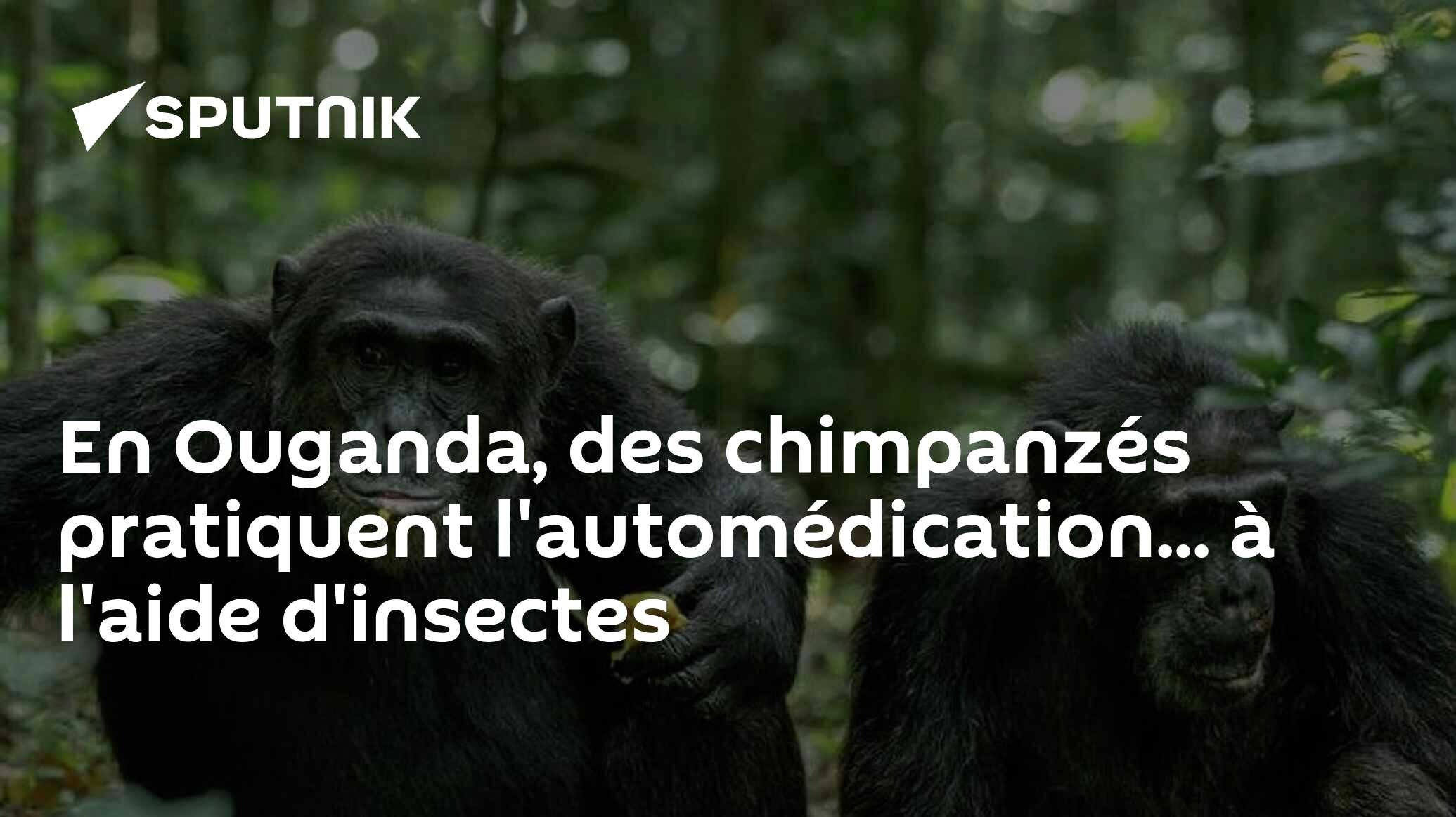 En Ouganda, des chimpanzés pratiquent l'automédication... à l'aide d ...