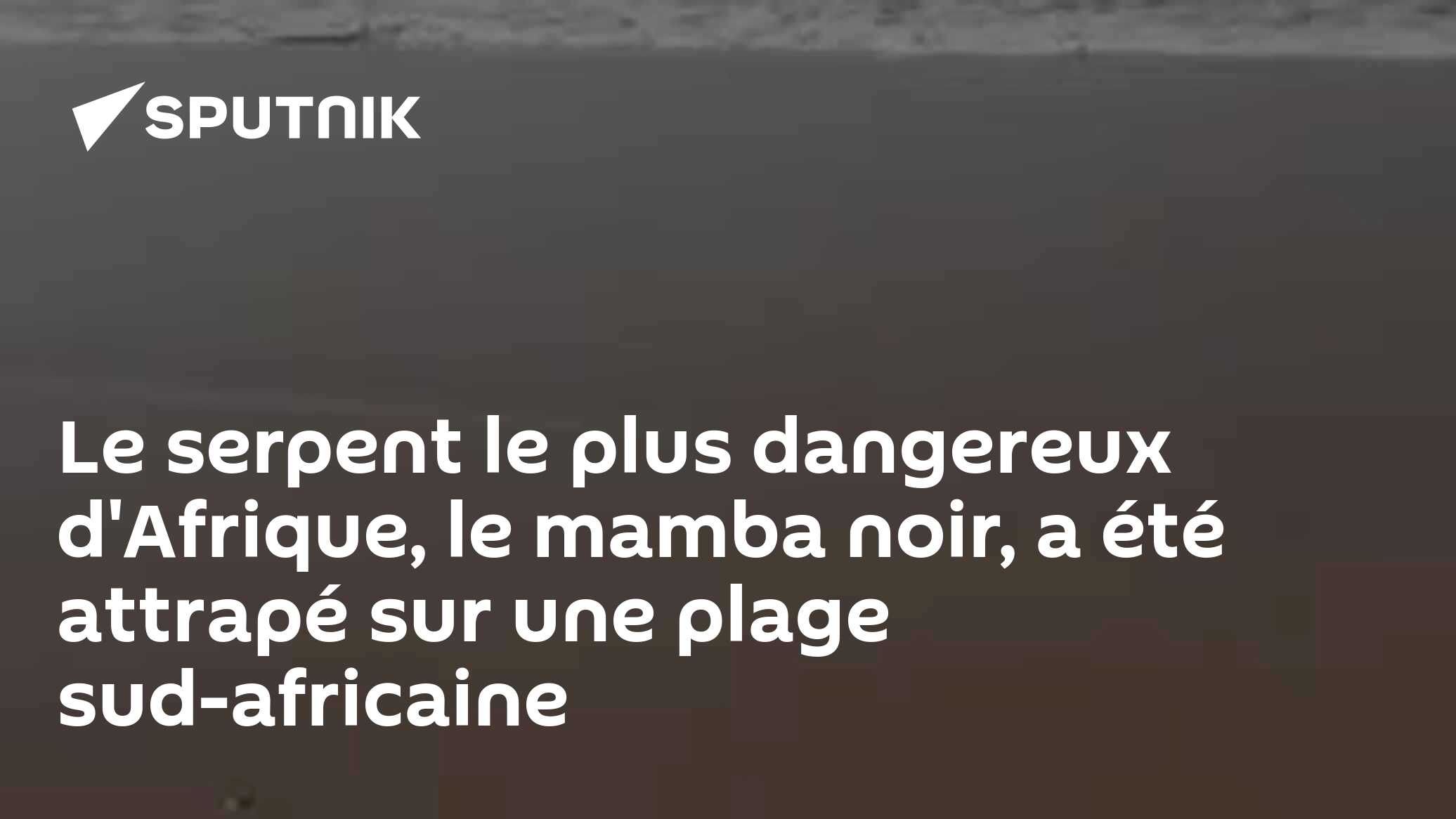 Le serpent le plus dangereux d'Afrique, le mamba noir, a été attrapé ...