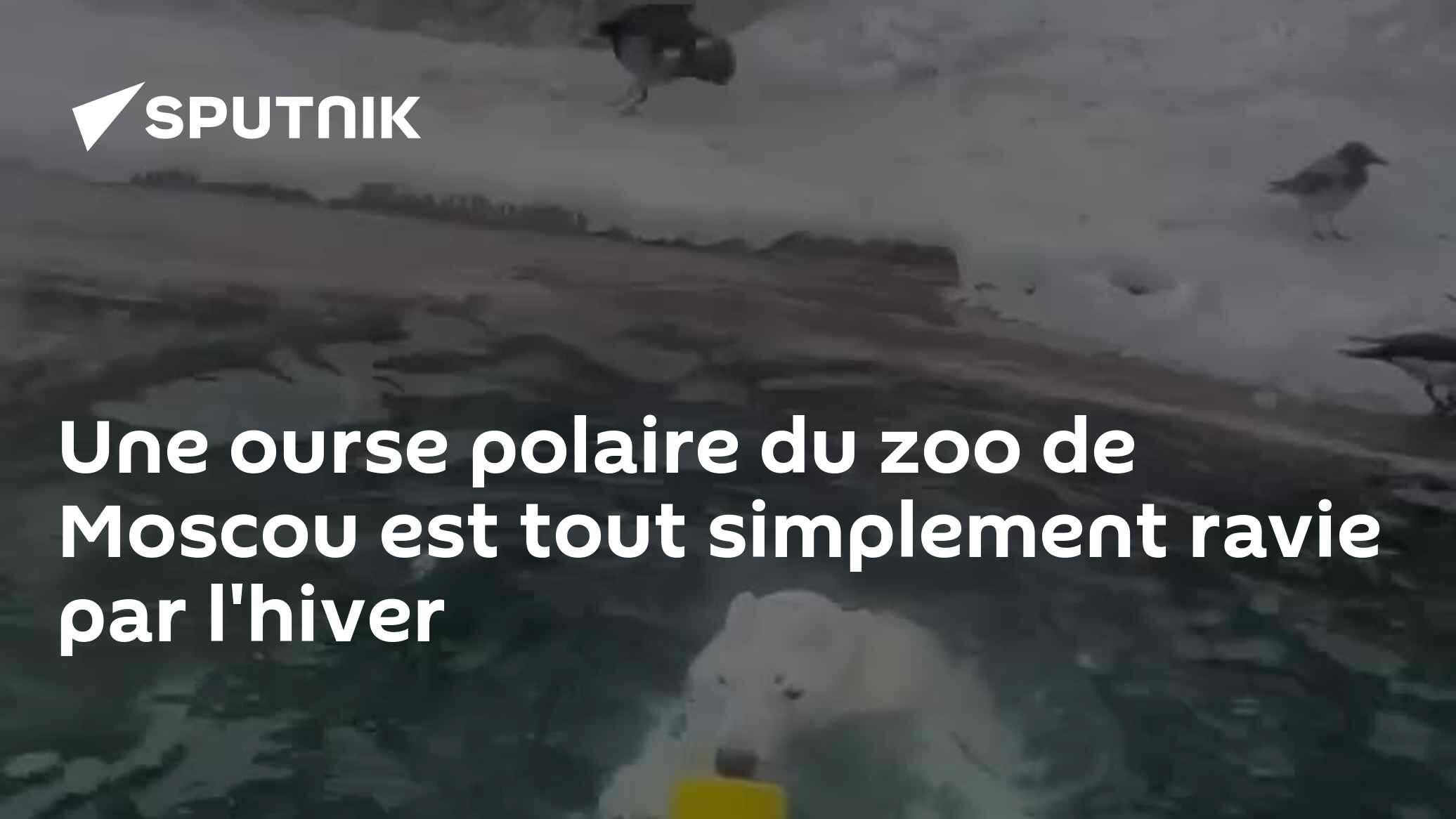 Une ourse polaire du zoo de Moscou est tout simplement ravie par l ...