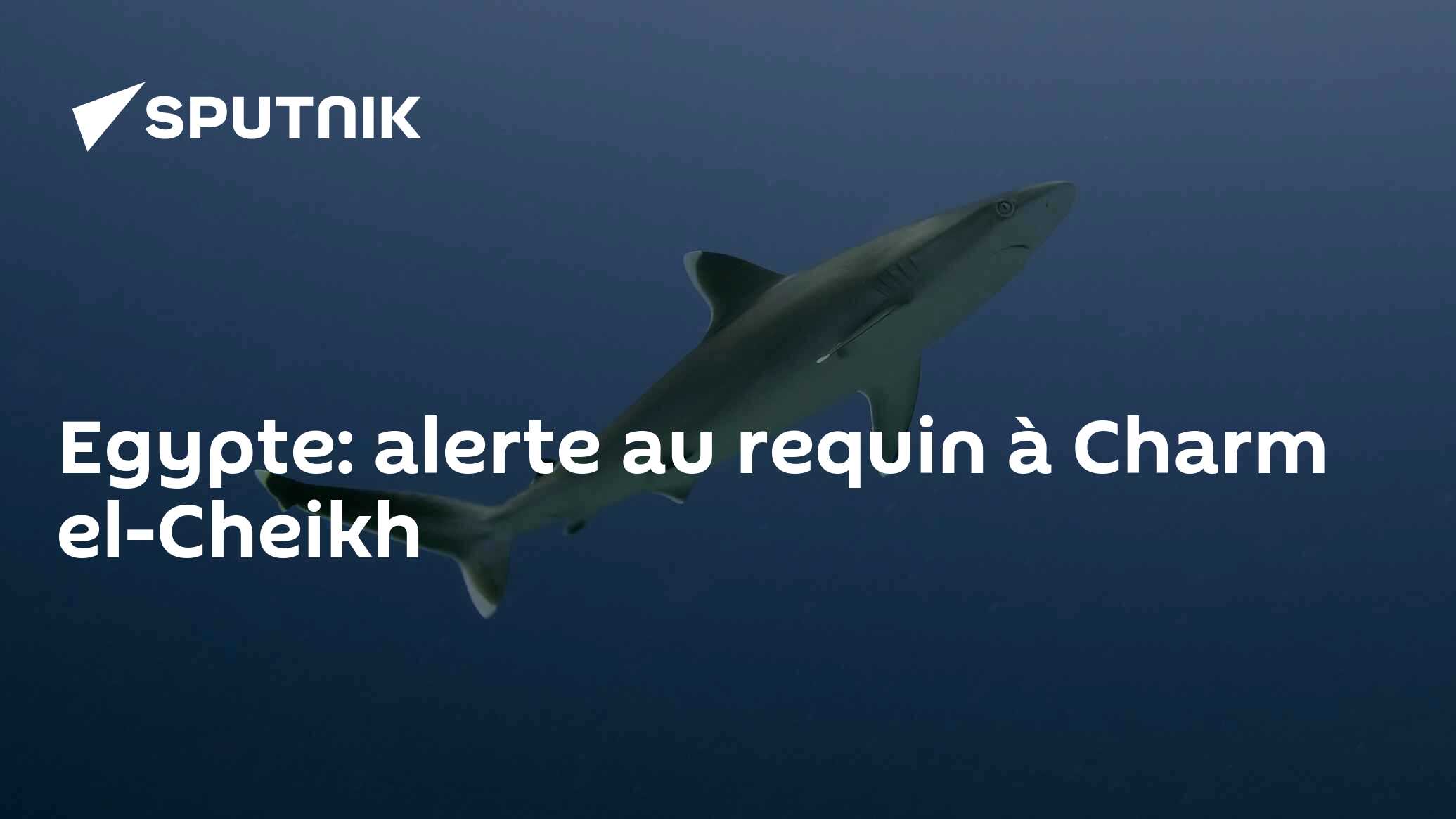 Egypte: alerte au requin à Charm el-Cheikh - 23.04.2012, Sputnik Afrique