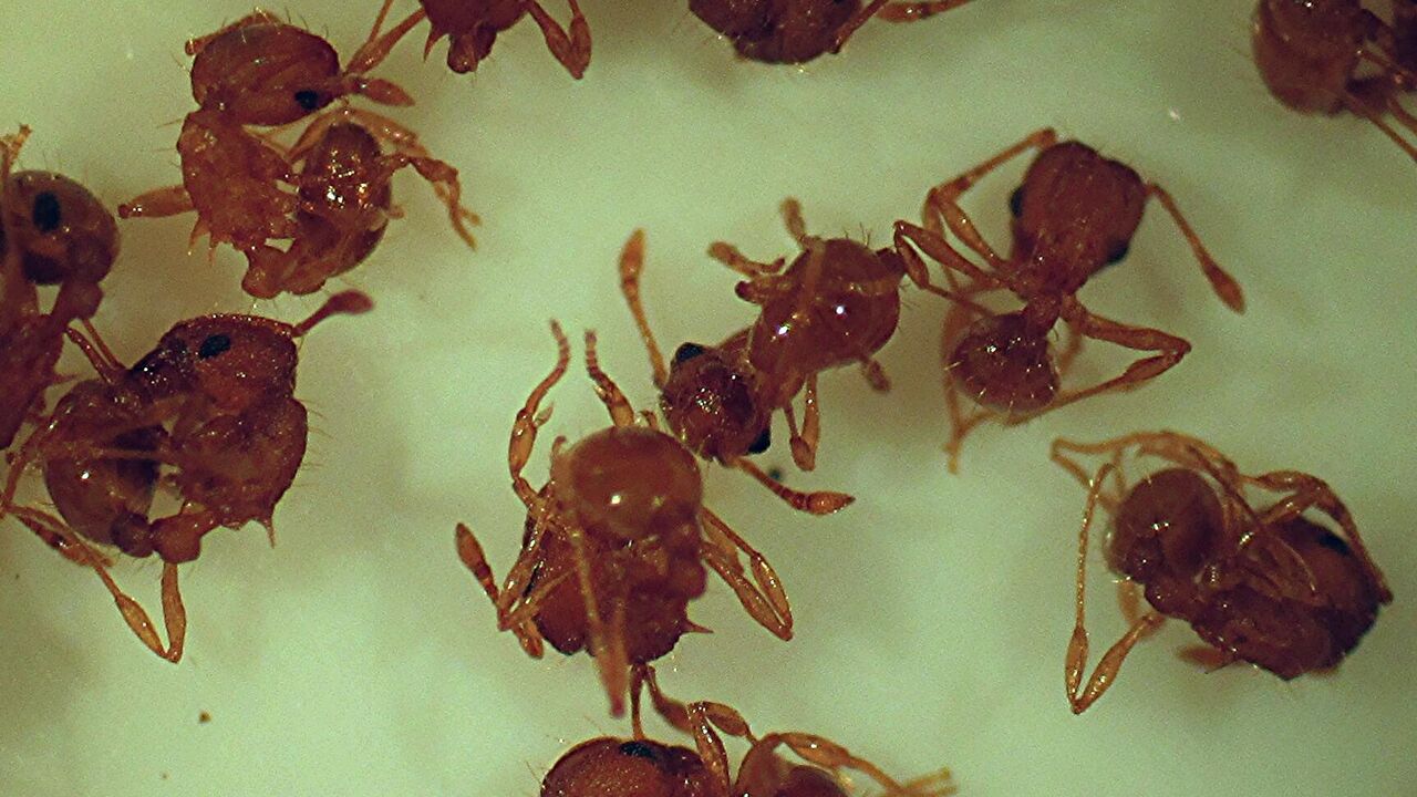 La "fourmi électrique", une espèce envahissante dangereuse, détectée ...