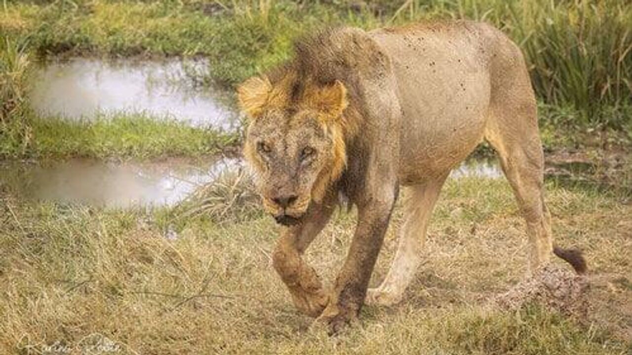 World's Third-oldest Lion Killed by Herders in Kenya's Amboseli ...