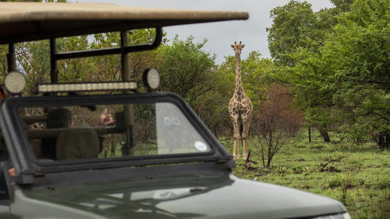 Top Five Safari Parks in Africa - 05.11.2023, Sputnik Africa