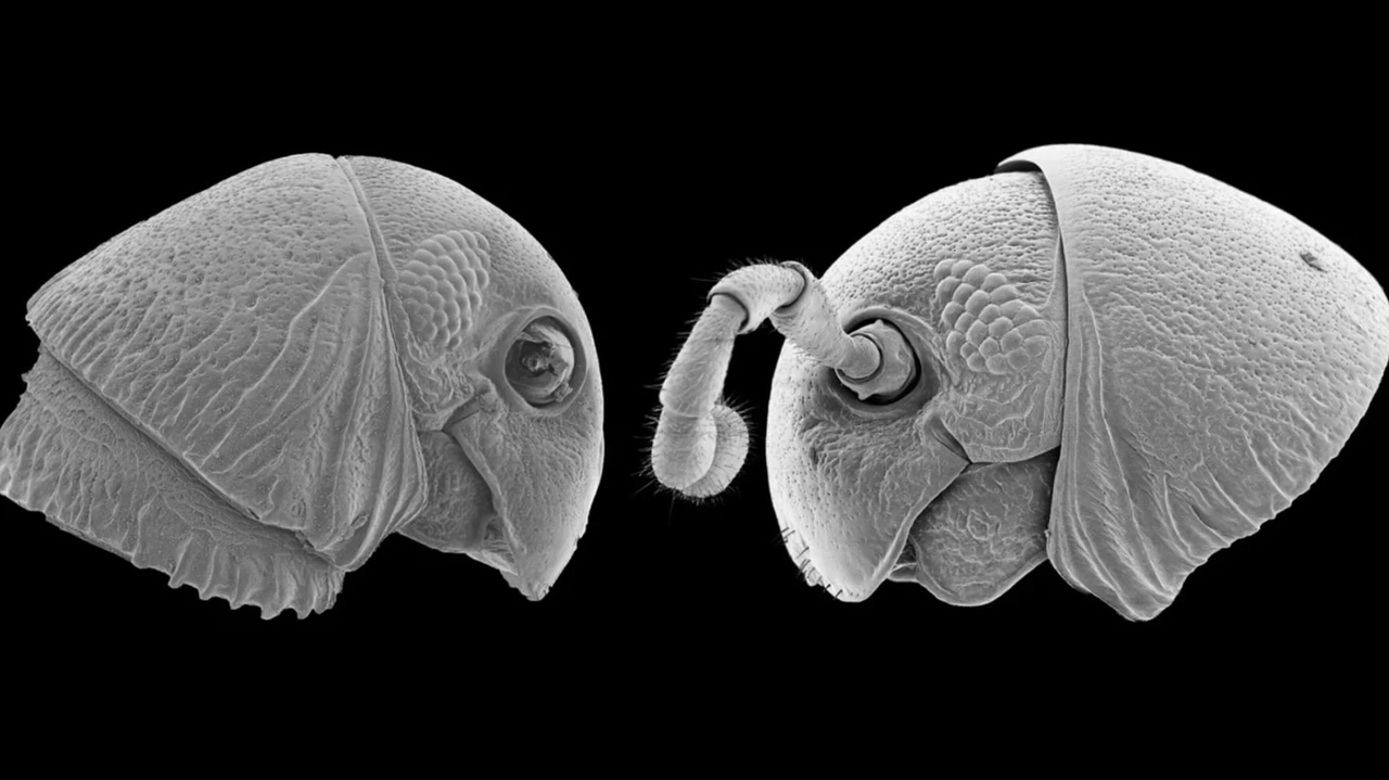 New Species of Millipede Discovered in Jungles of Tanzania - 11.02.2024 ...