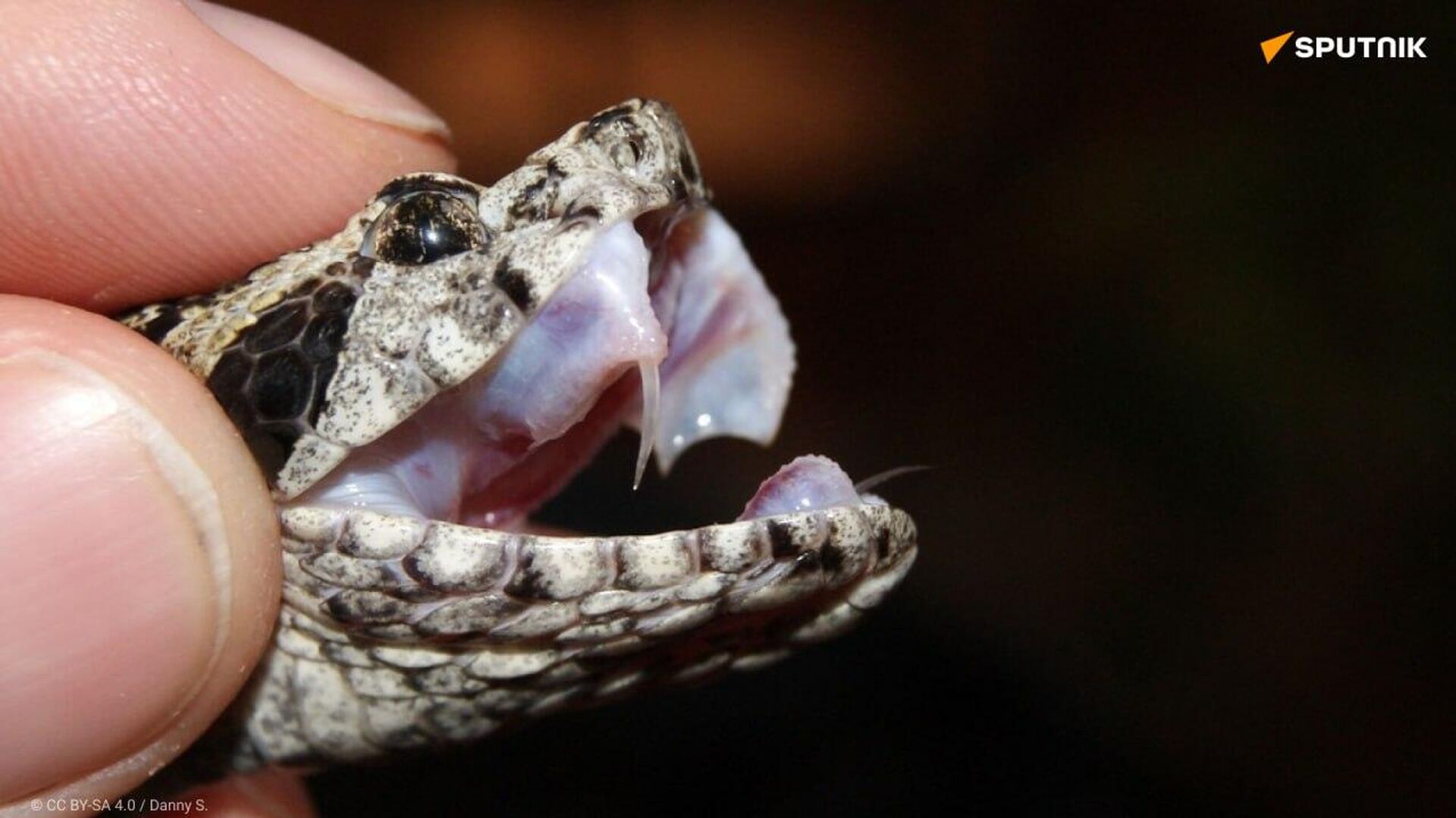 Un nouvel antidote contre les morsures de serpent découvert par des ...