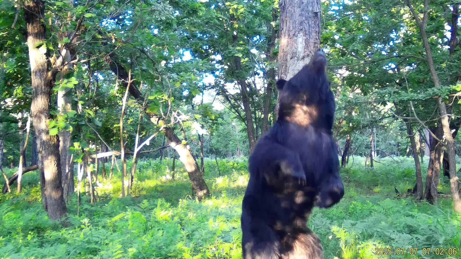 #viral | Bear’s Emotional Dance Caught on Camera in Russian Wilds - 22. ...