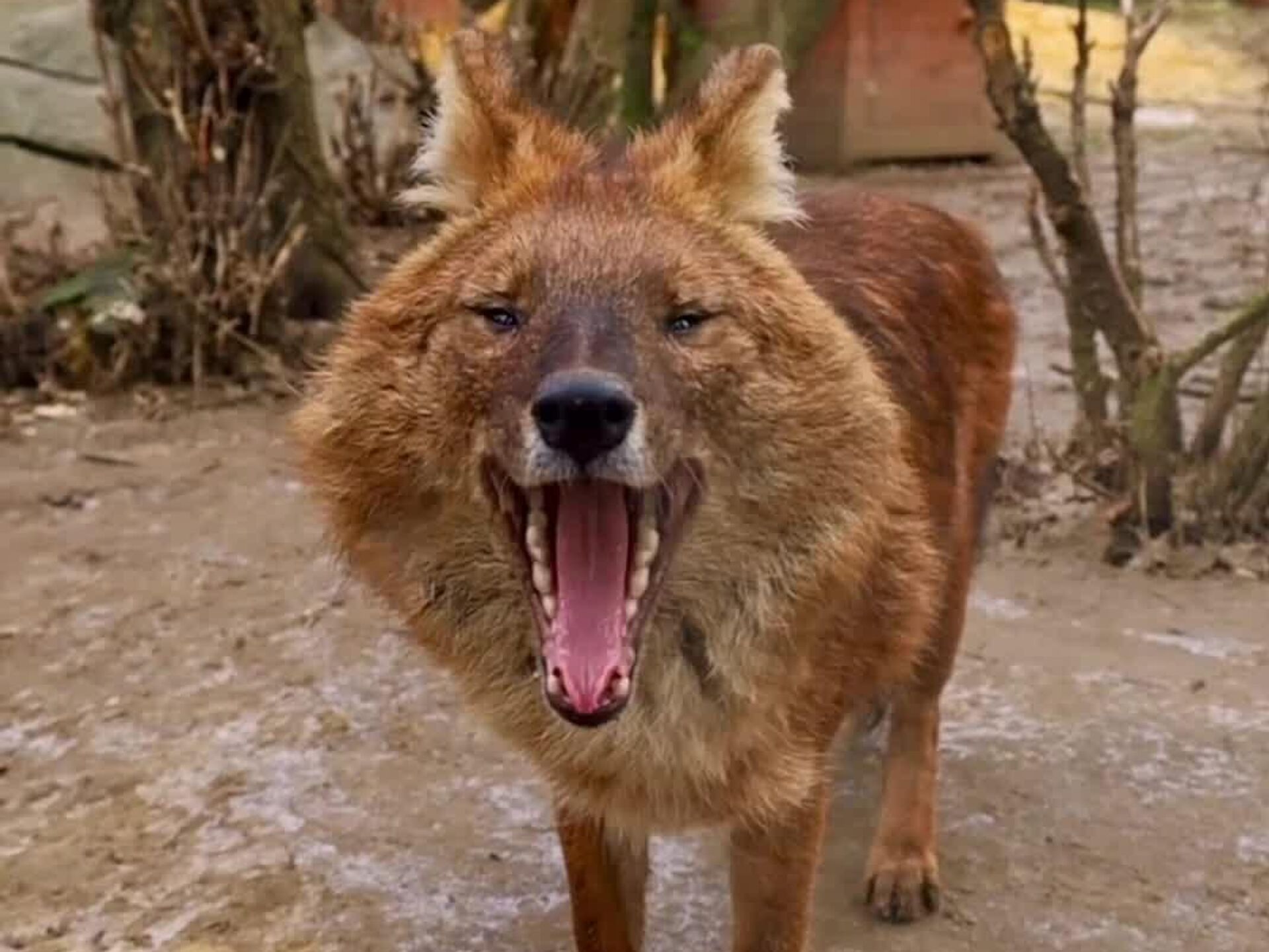 #viral | Unrivaled Predator: Meet Nature's One-of-a-Kind Red Wolf - 23. ...