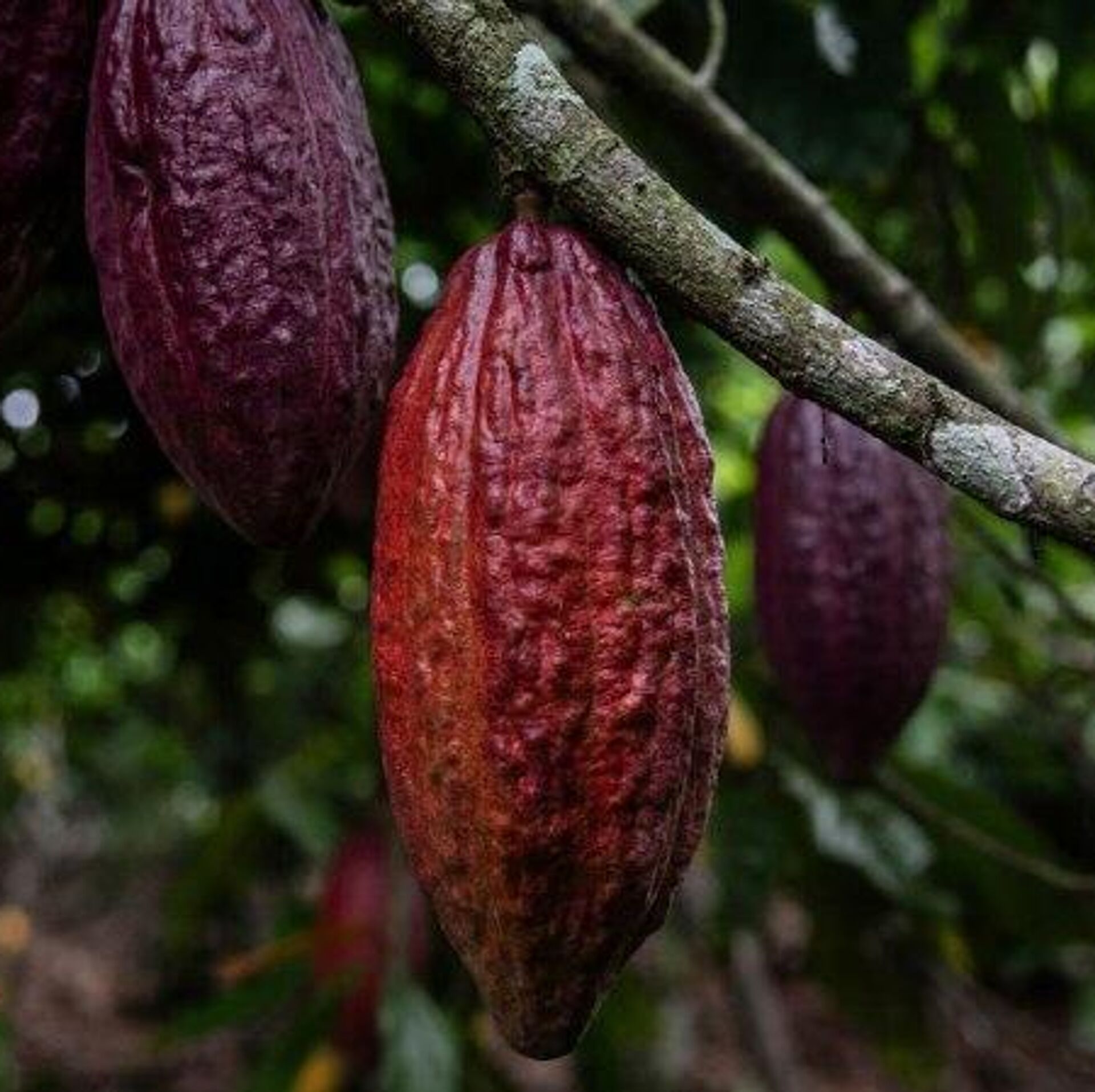 Cacao durable: le Cameroun soutient la zéro déforestation mais s ...