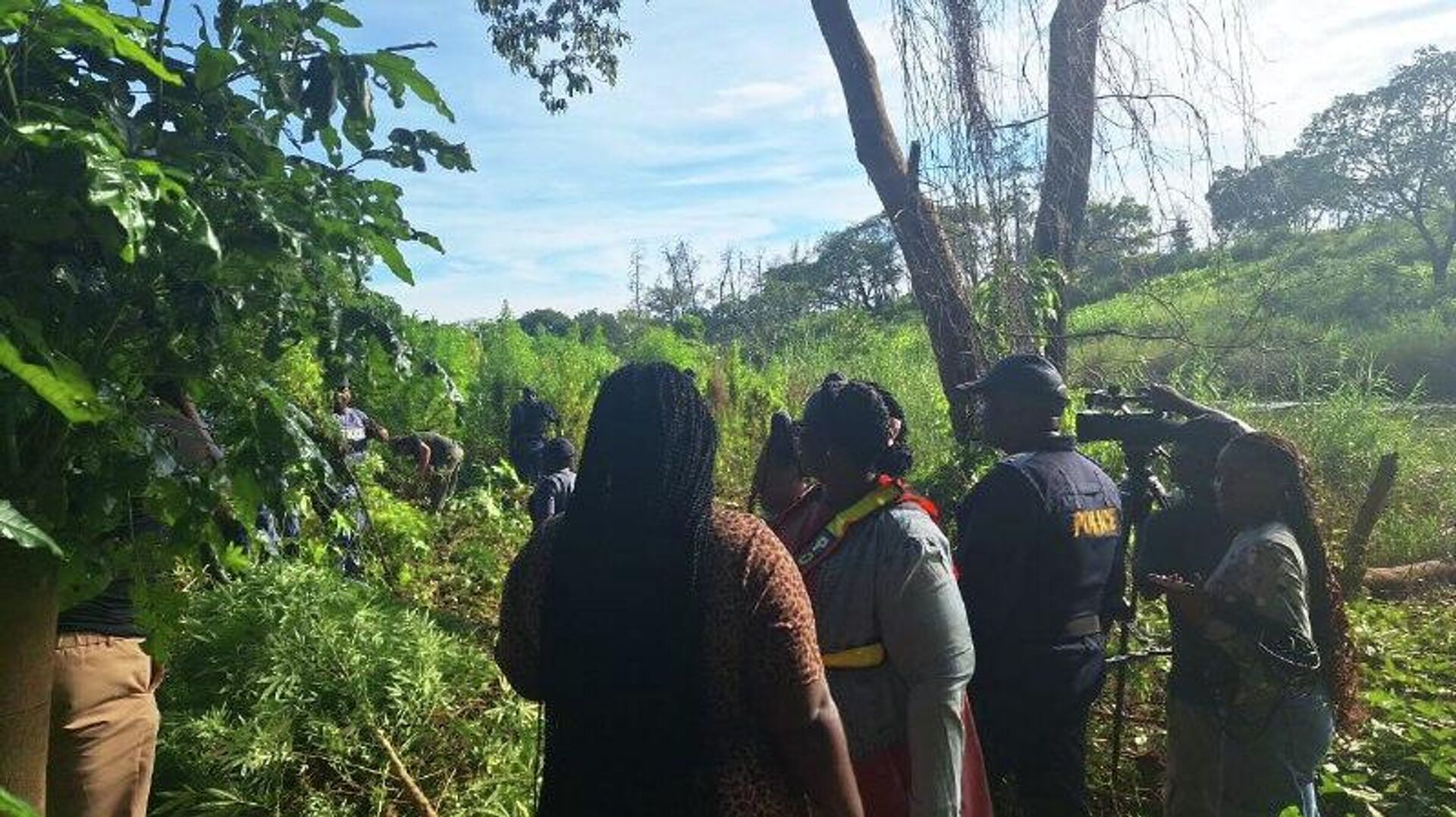 Grand Cannabis Plantation Unearthed Along River Near Buffelspruit Farms ...