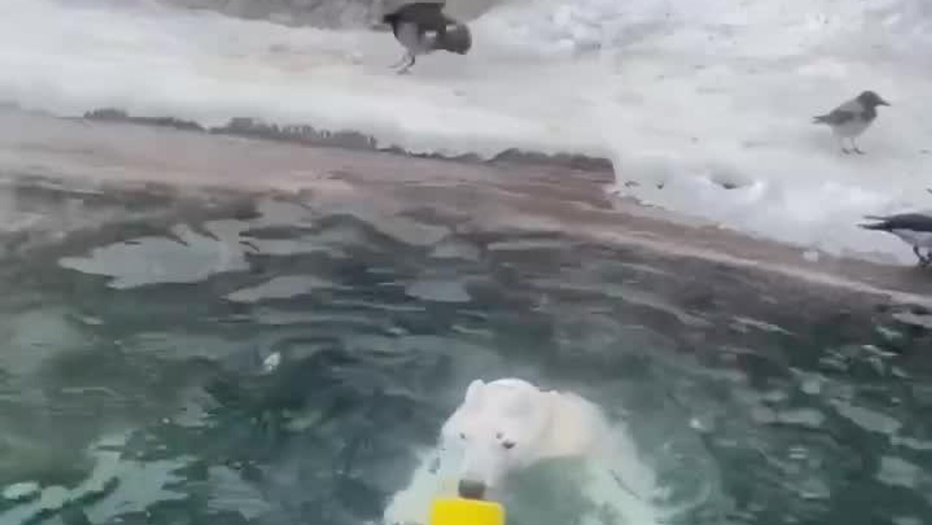 Une ourse polaire du zoo de Moscou est tout simplement ravie par l ...