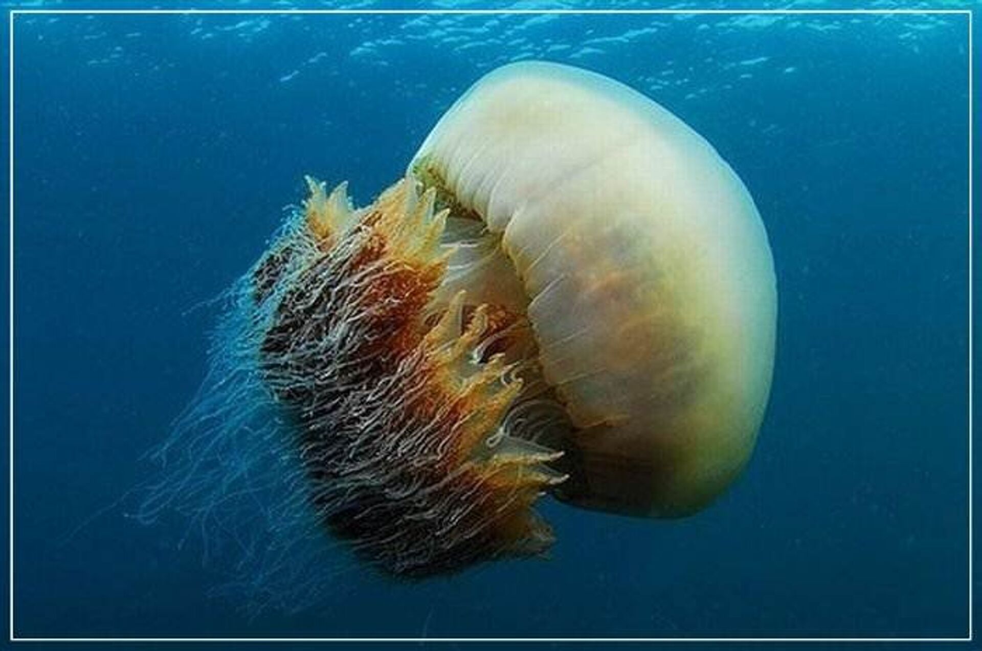 Australie : une méduse géante s'échoue sur une plage - 06.02.2014 ...