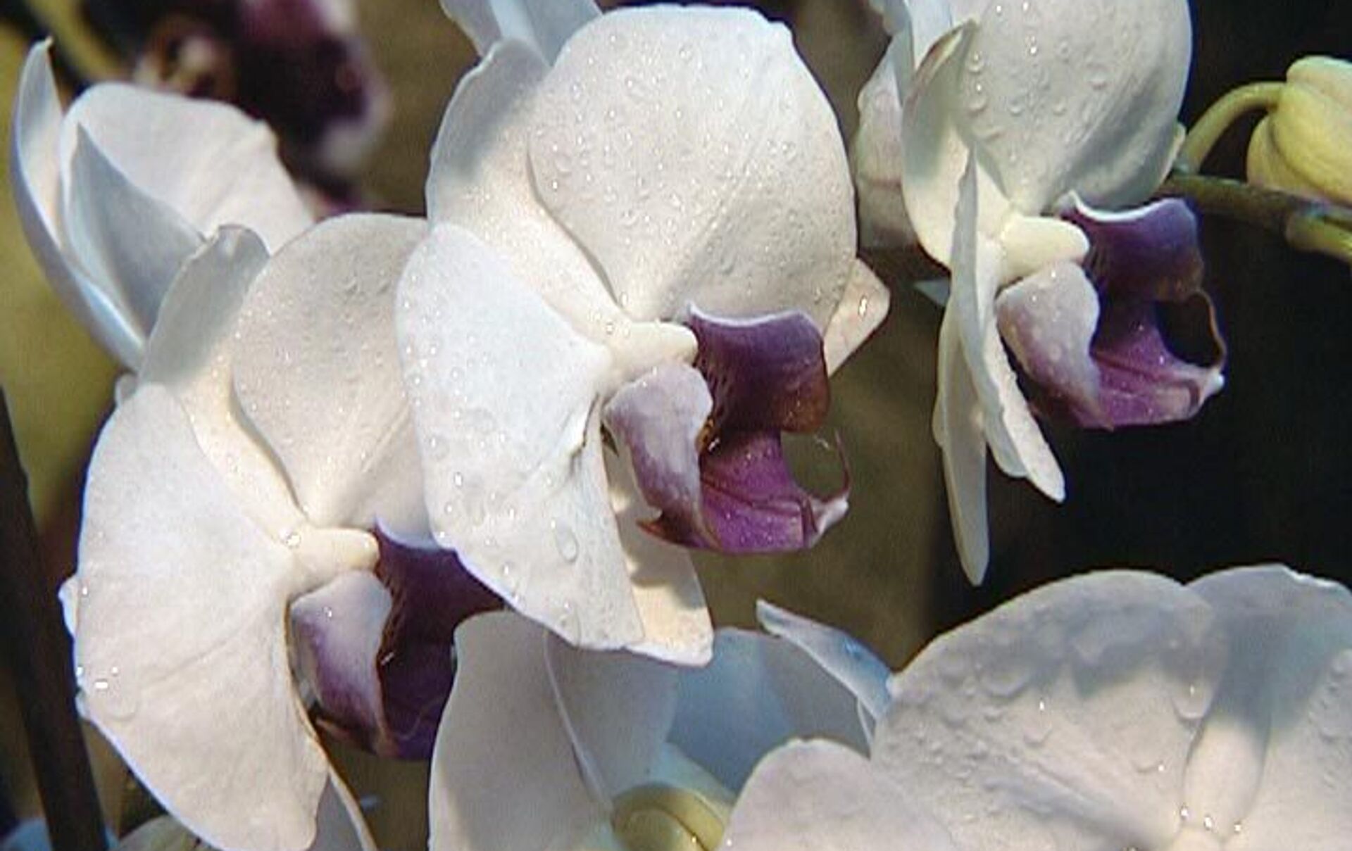 Orchidée: comment cultiver cette fleur tropicale en plein hiver - 12.01 ...